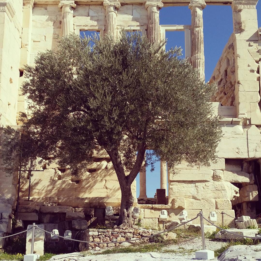 Athena With Olive Tree