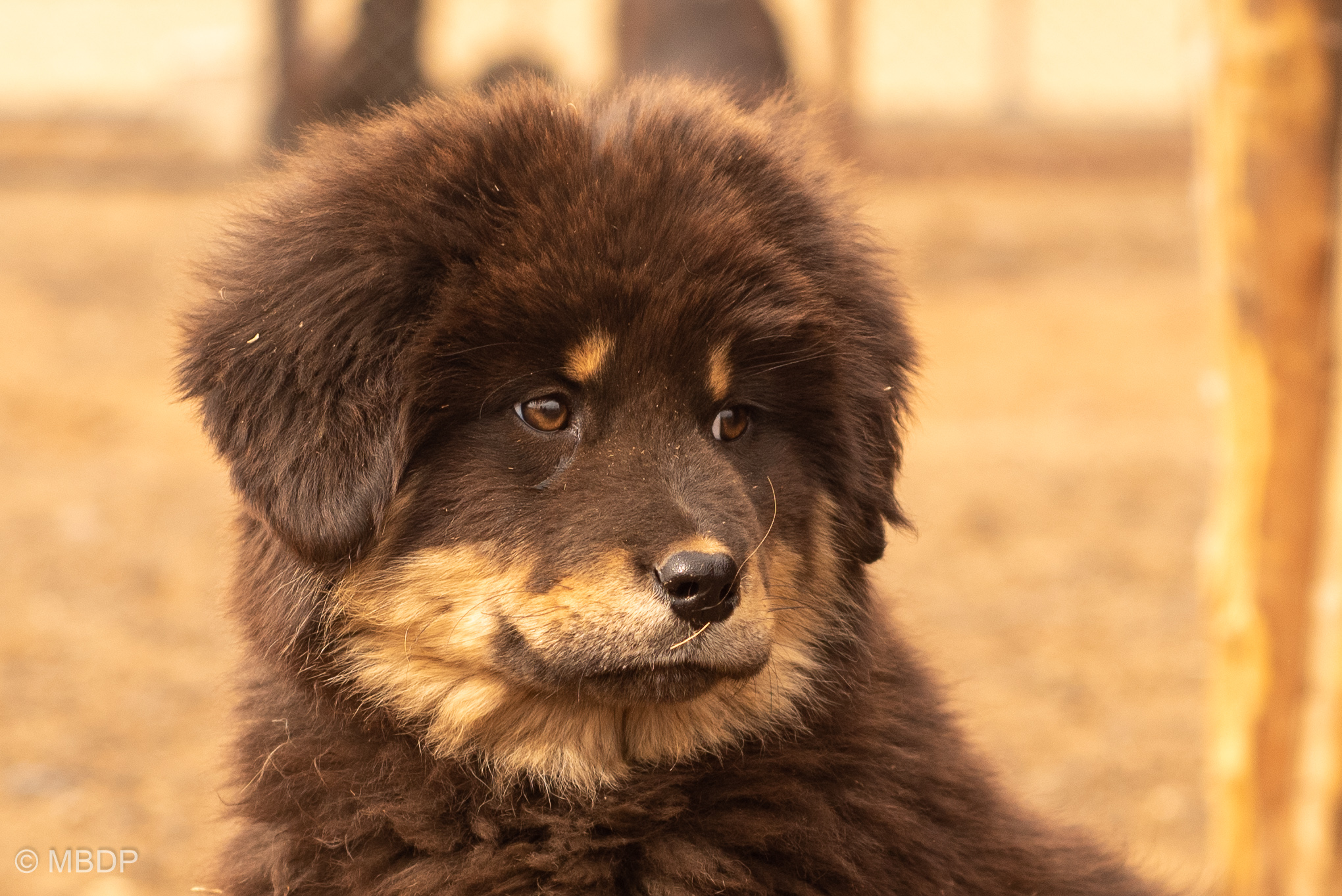 Mongolian Banhar Dog