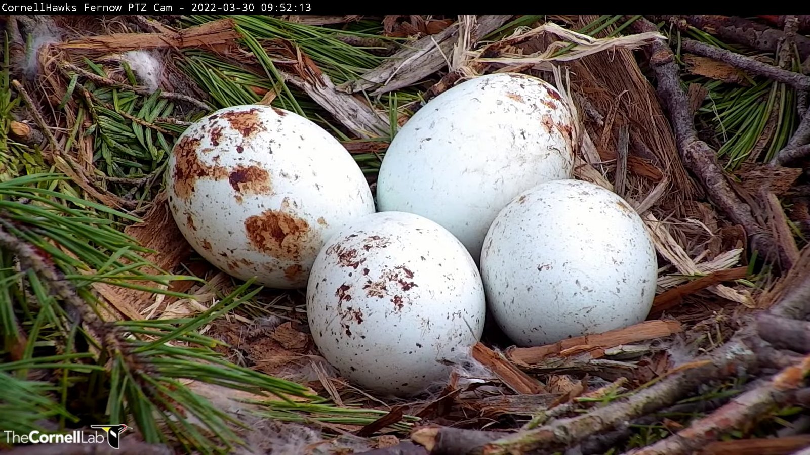 Hawk Egg