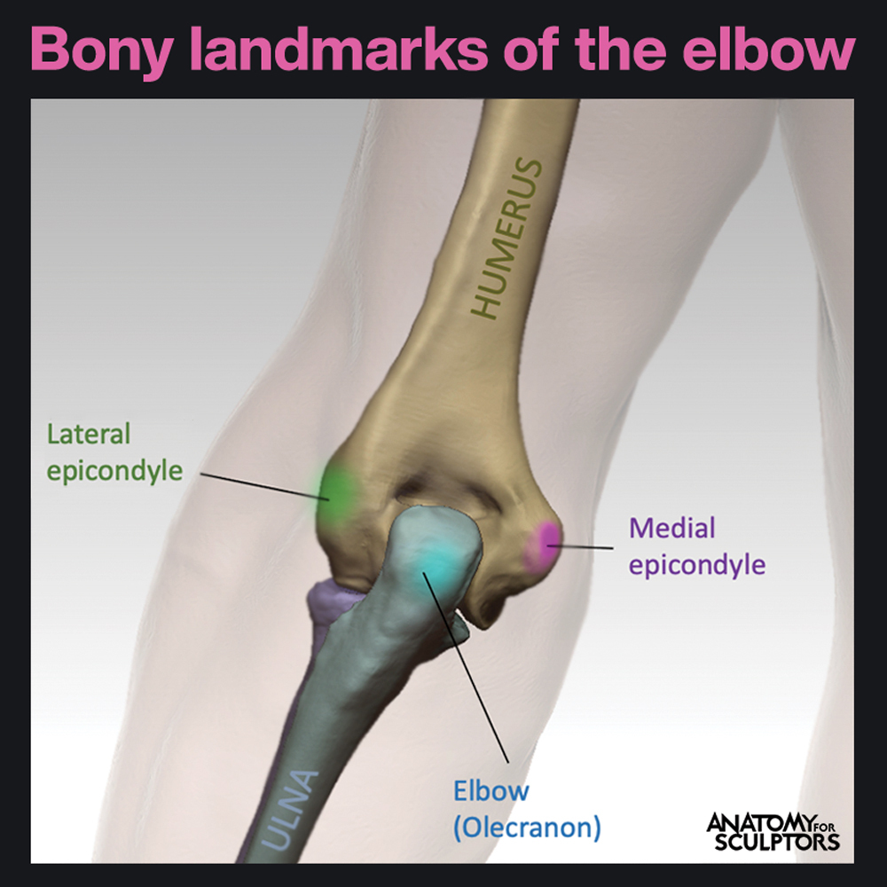 Elbow Anatomy Olecranon