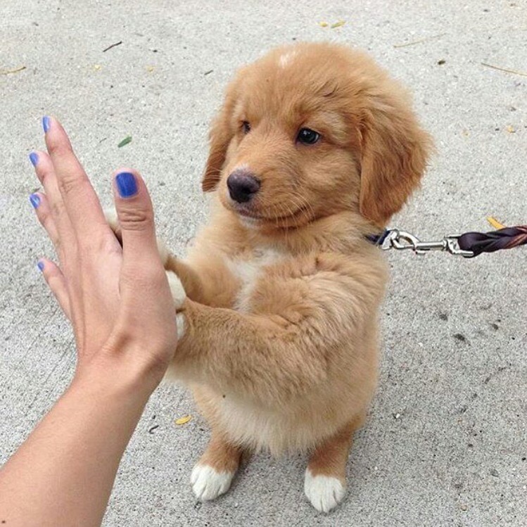 Dogs On Twitter Https T Co Ivg1mxgvg5 Twitter