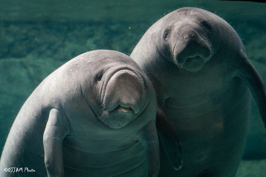 Cincinnati Zoo on Twitter: "Happy Manatee Appreciation Day!! The Cincinnati Zoo has cared for 23 ...