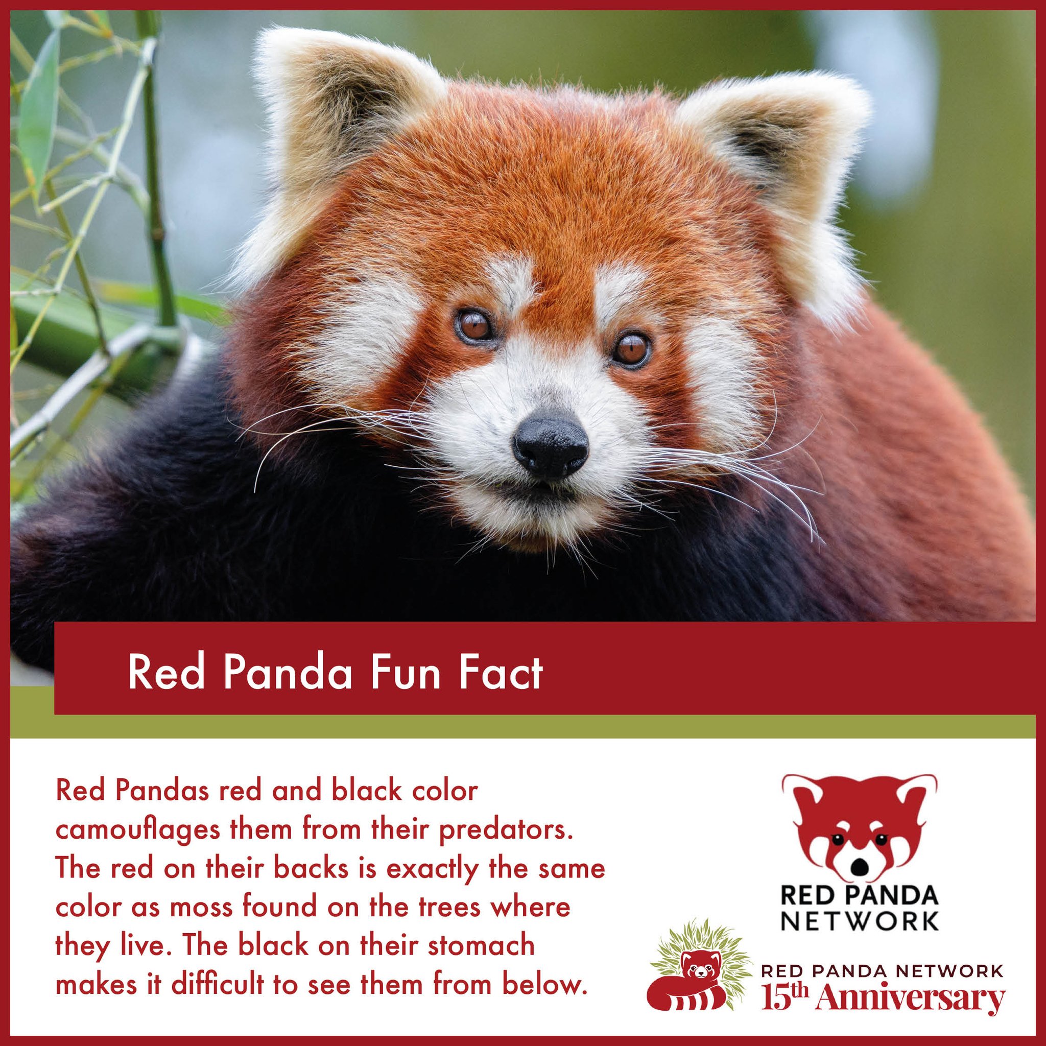 Charts About Red Panda 24 Red Panda Facts For 2024
