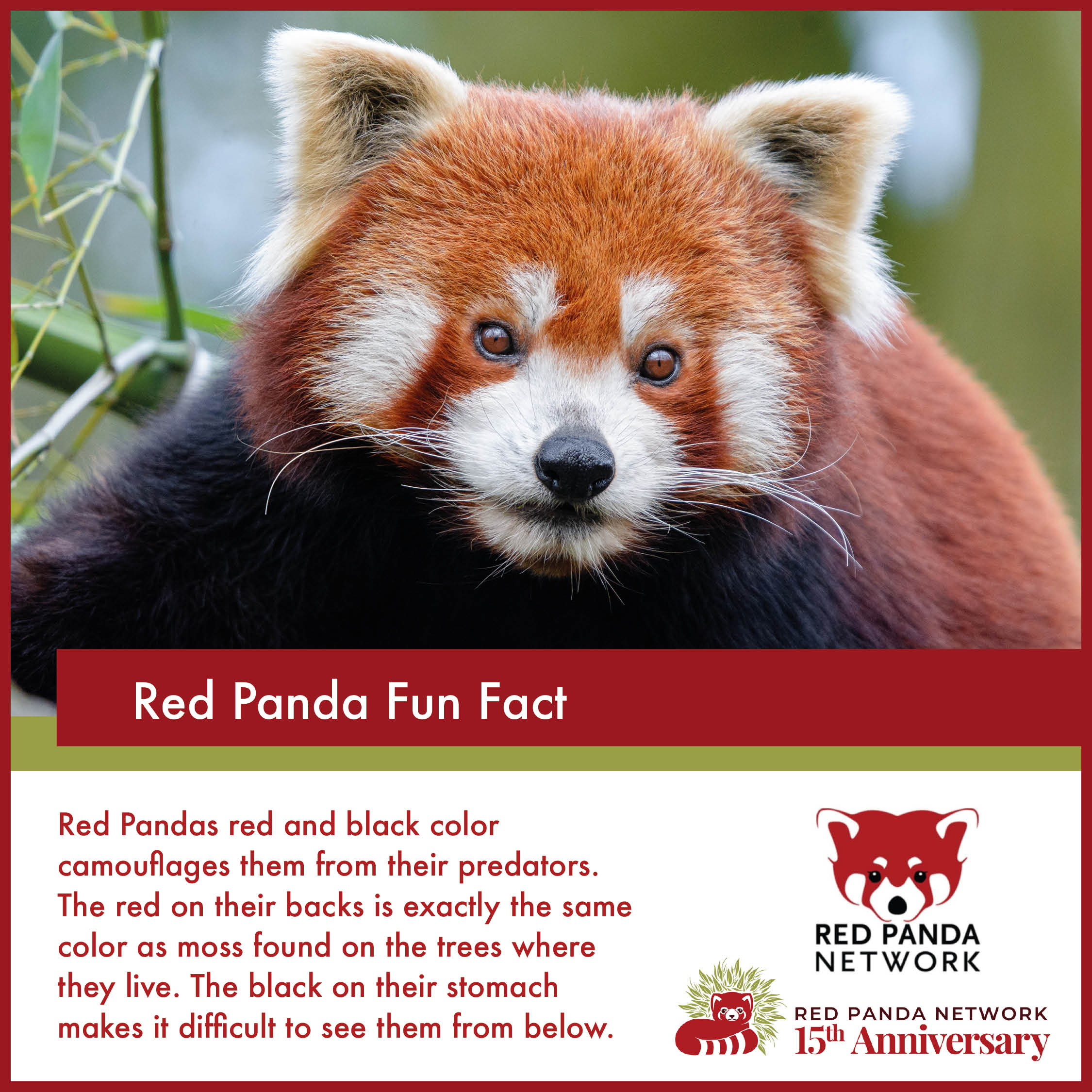 Red Pandas Habitat Facts Red Pandas Habitat Facts