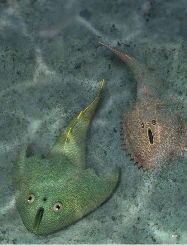 New Fish Species Discovered