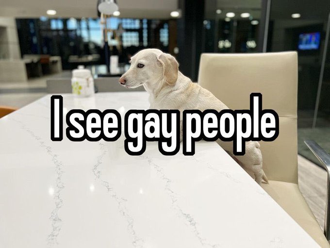 Gay Dogs Memes 25+ Darling Dog Memes For Canine Enthusiasts (September
