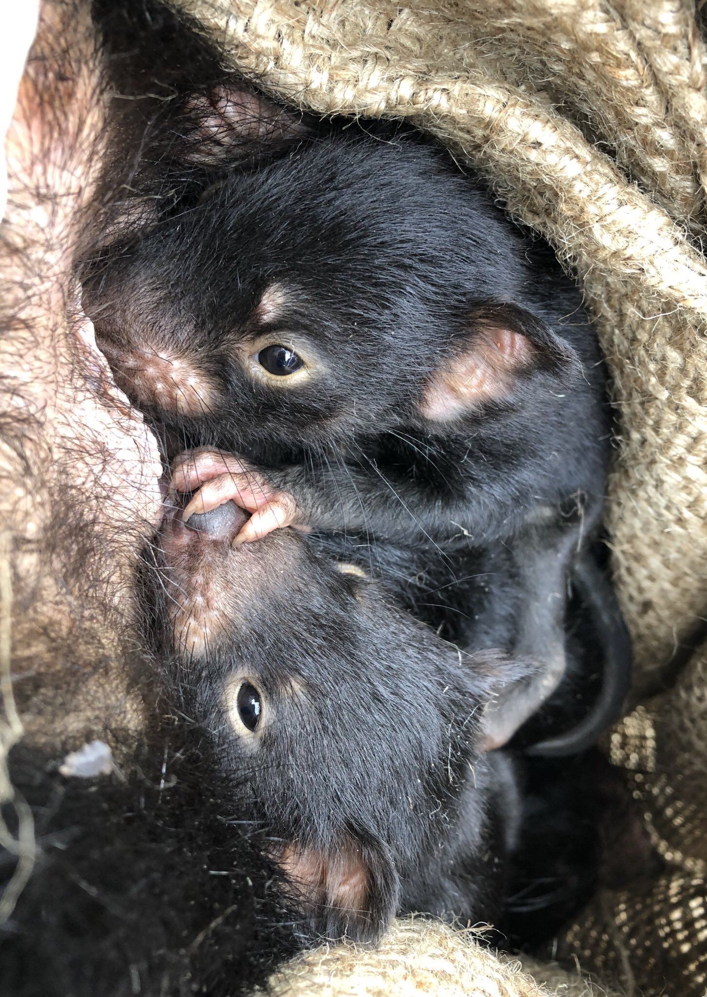 Tasmanian Devil Mating