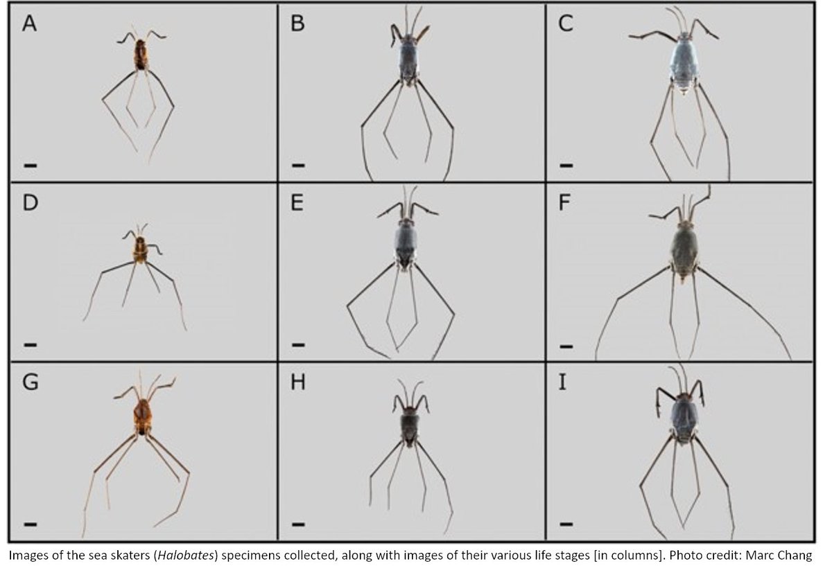 Water Strider Life Cycle