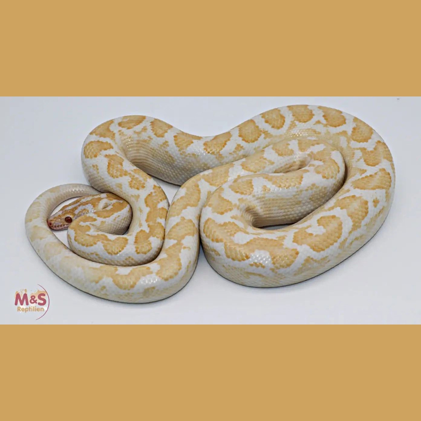 Pastel Rainbow Snake