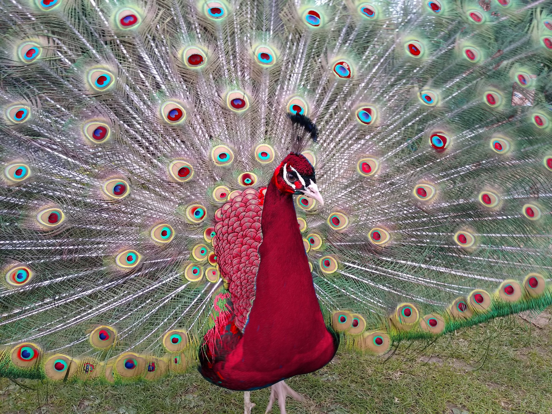 Red Peacock Small Peacock Earrings Stefano Vintage (new) Cloisonne