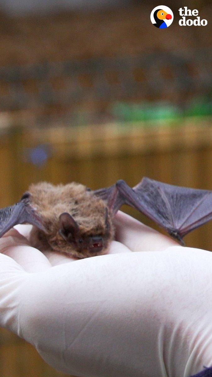 Teen finds a baby bat who can't move and rushes him to the ER — the ...
