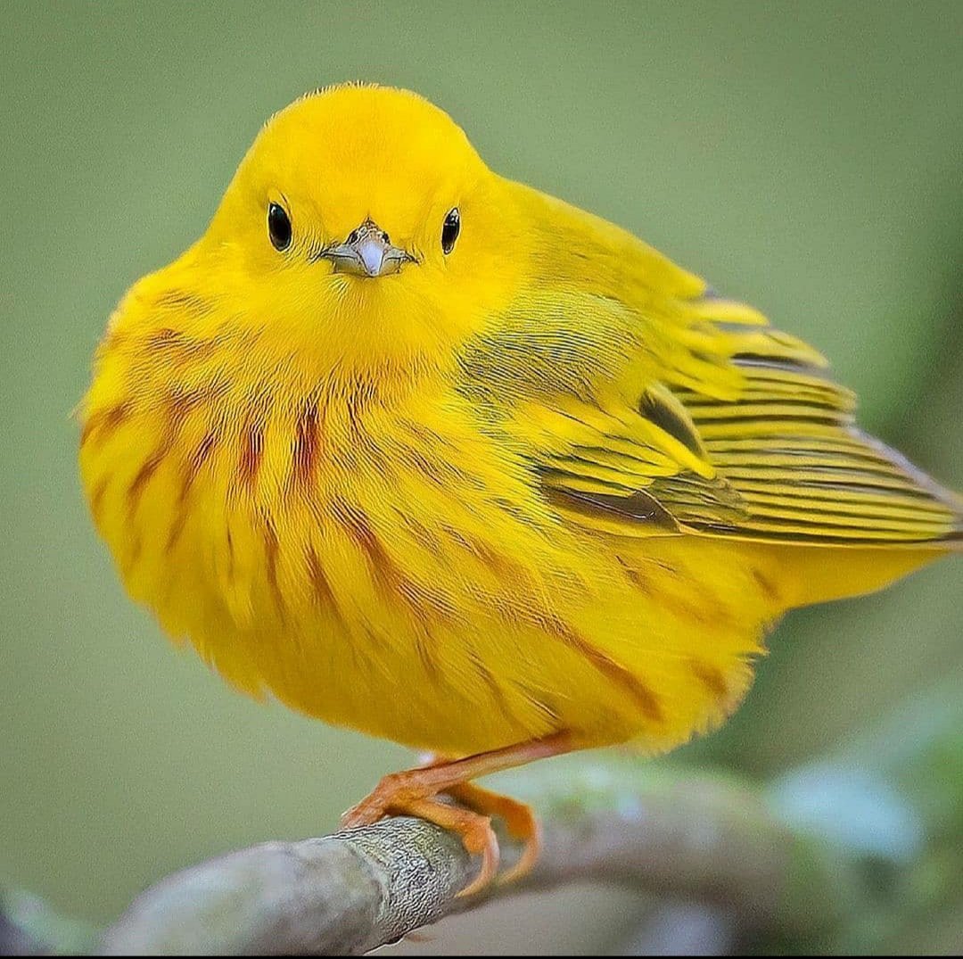 Really Cute Birds