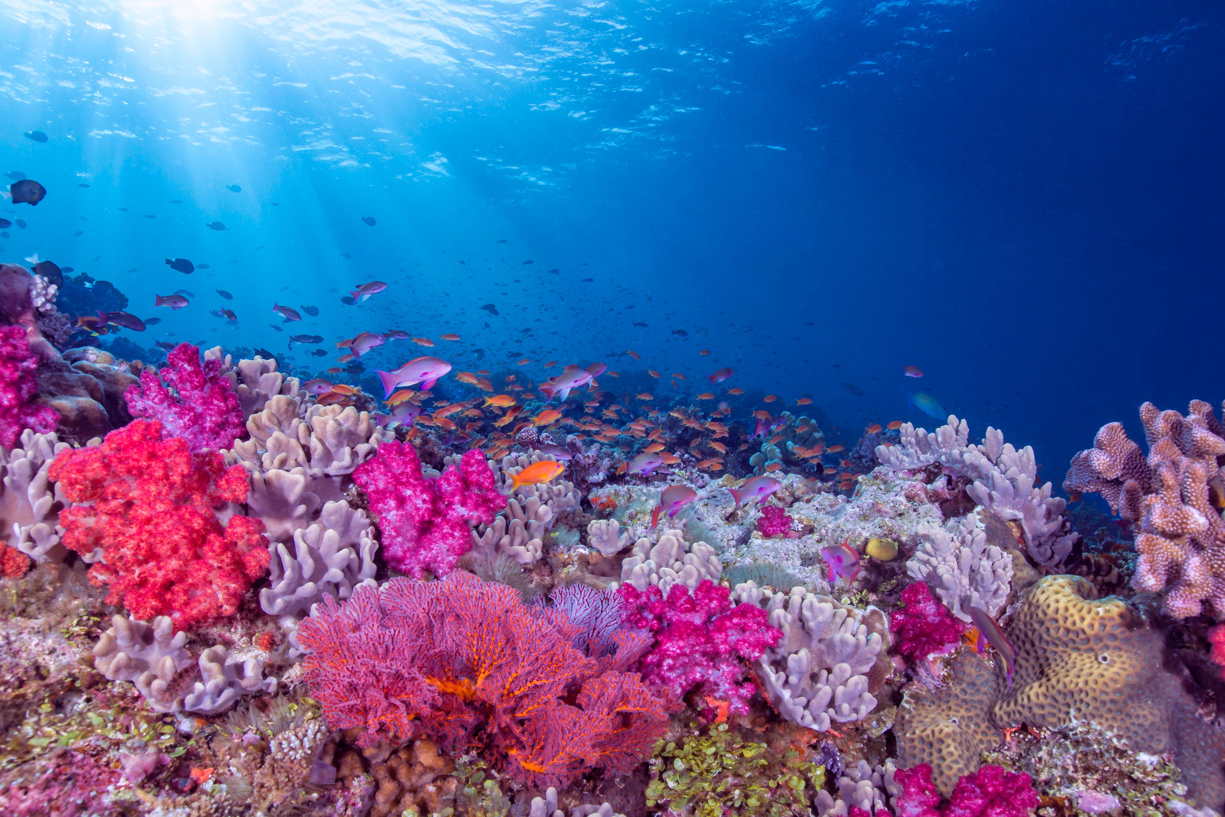 Most Beautiful Coral Reefs In The World