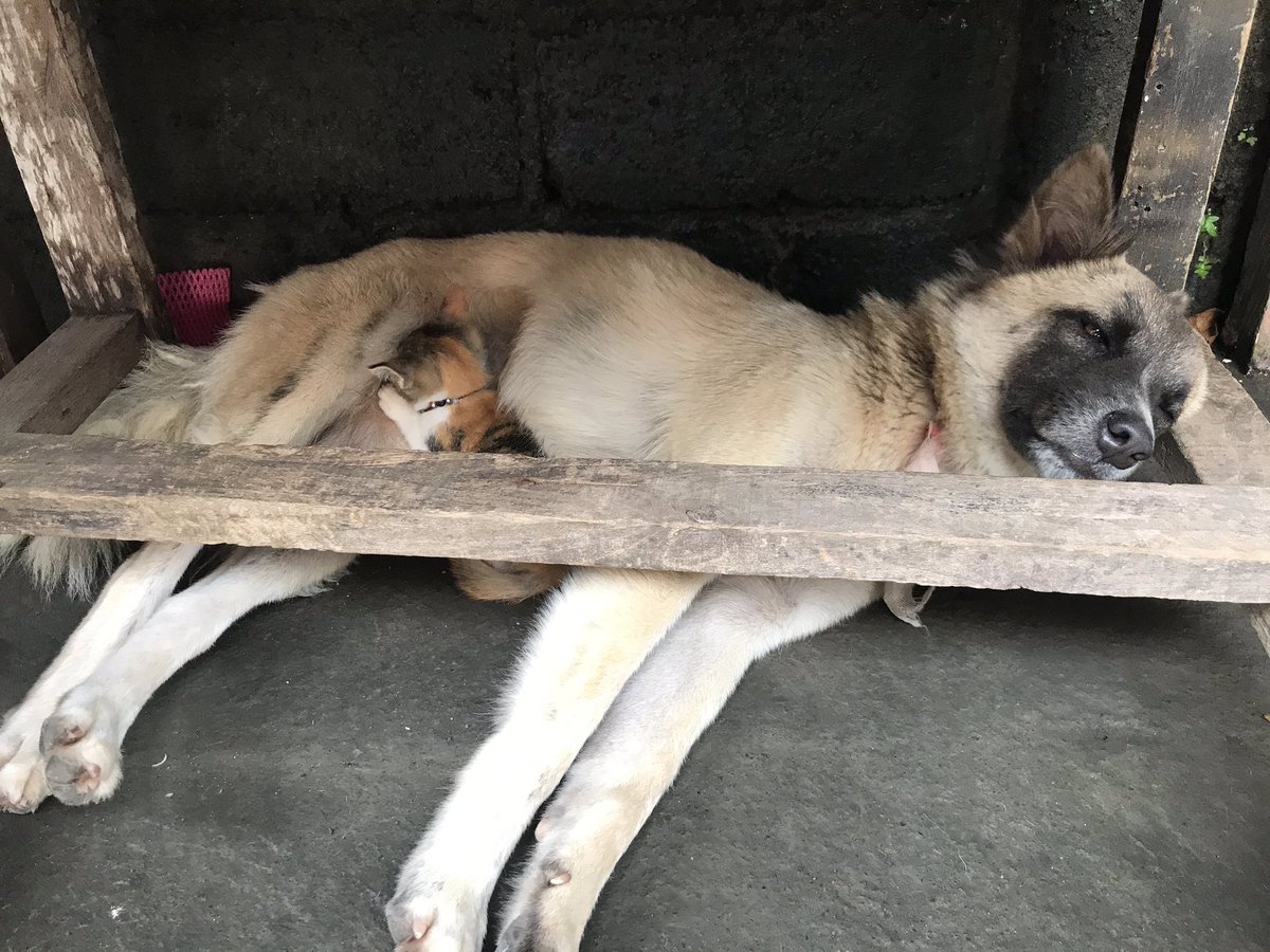 Bao update. She eats a lot and get into all kinda places - Thread from ...