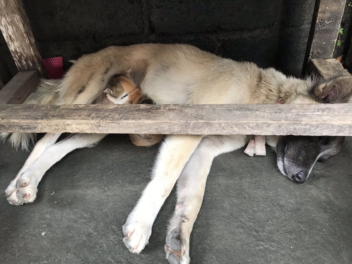 Bao update. She eats a lot and get into all kinda places - Thread from ...