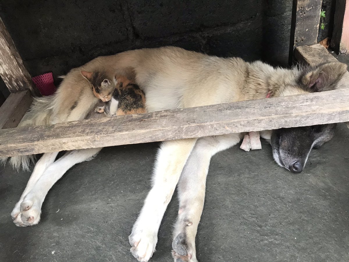 Bao update. She eats a lot and get into all kinda places - Thread from ...