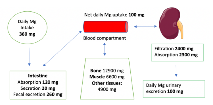 OVERVIEW OF MAGNESIUM AND ITS DISORDERS Magnesium (Mg) ️essential ...