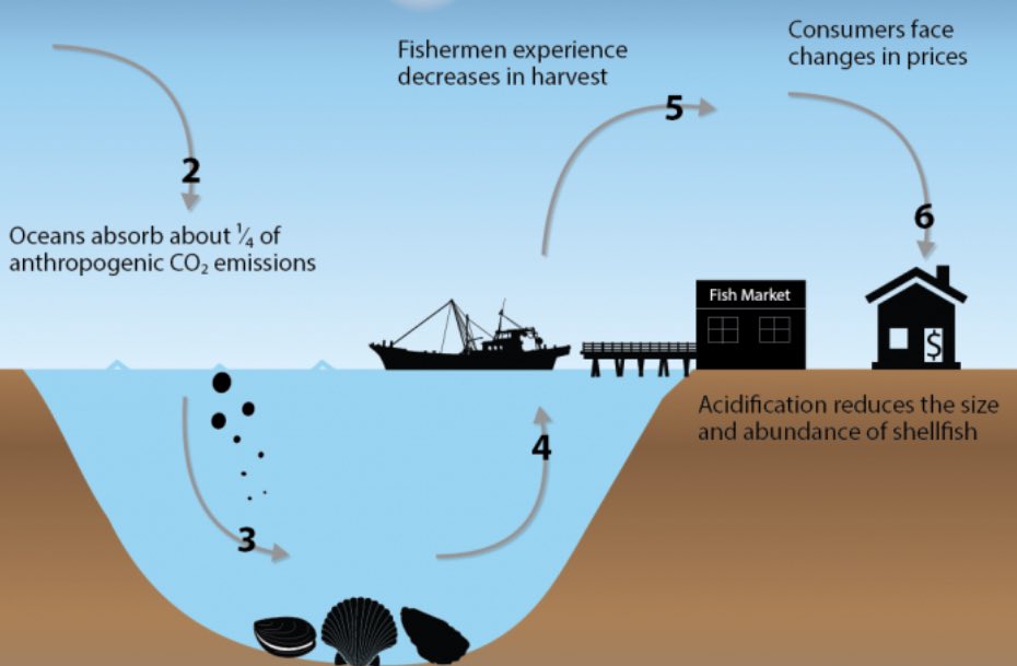 Tren Griffin on Twitter: "1/ Ocean acidification impacts the shellfish ...