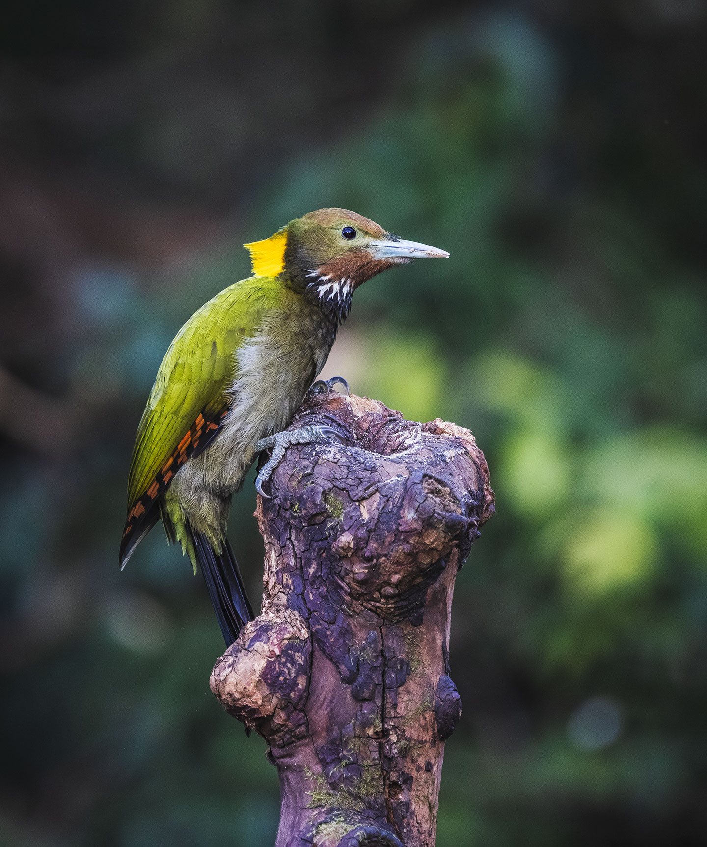 Yellow Naped Woodpecker