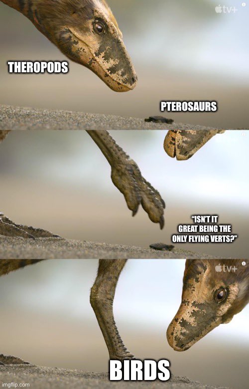 Memes Velociraptores