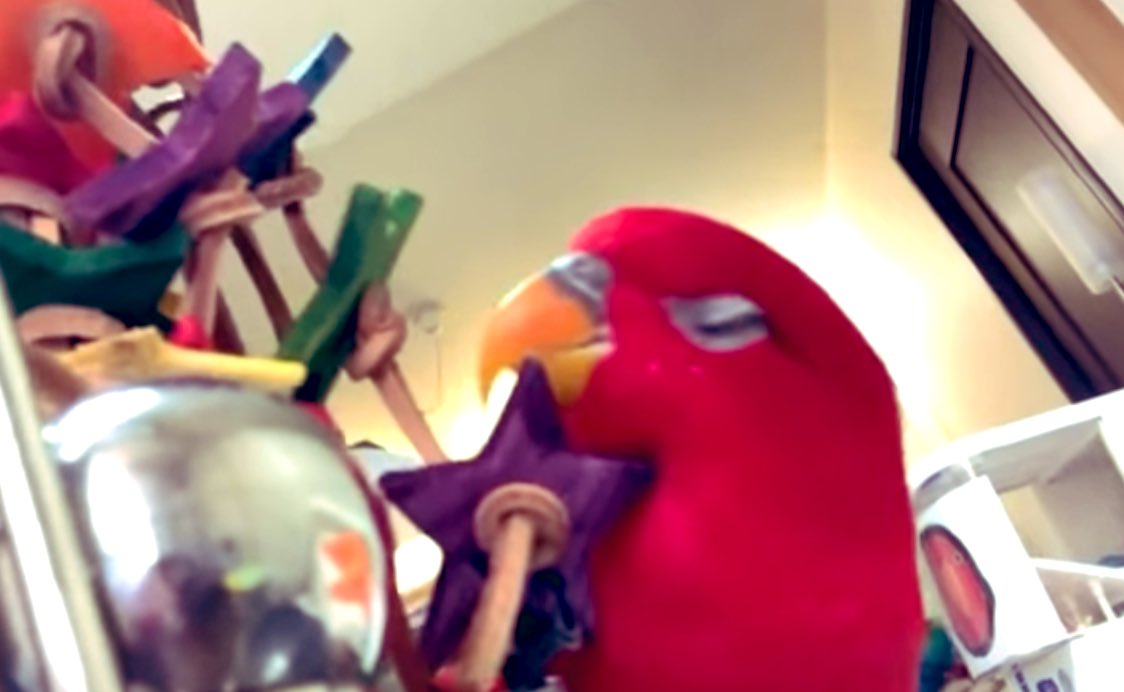 Hideaki Utsumi on Twitter: "Red birb 🍅scratching his head https://t.co/tImHXeDEUD @YouTube https ...