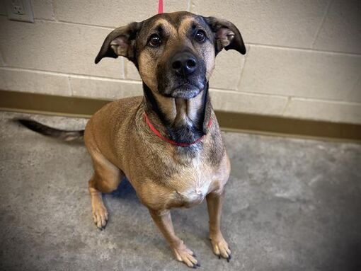 Black And Tan Cur Dog