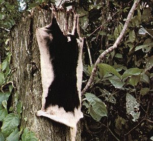 Scaly Tailed Flying Squirrel
