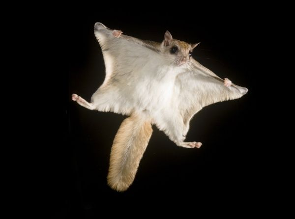 Scaly Tailed Flying Squirrel
