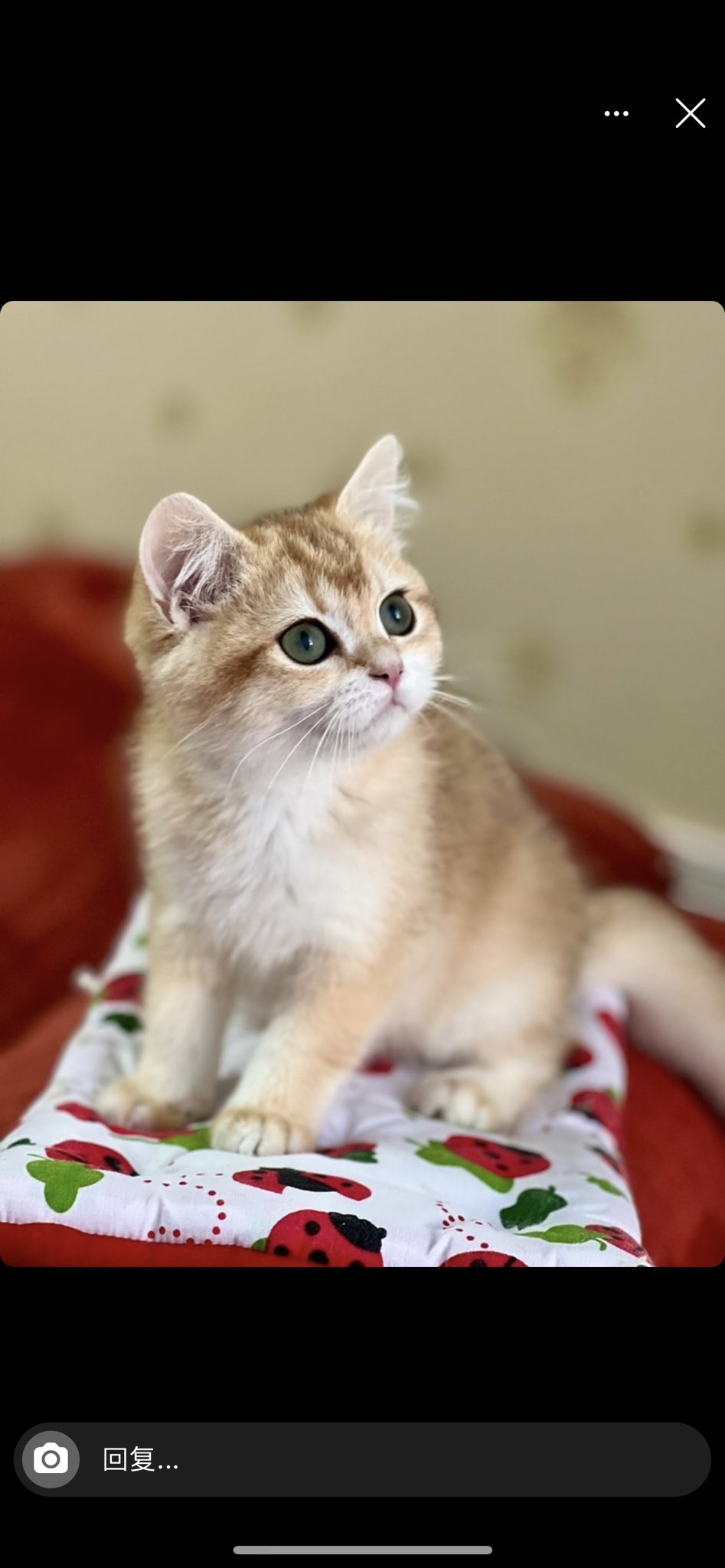 TSM FTX Shenyi (@tsm_shenyi) / Twitter