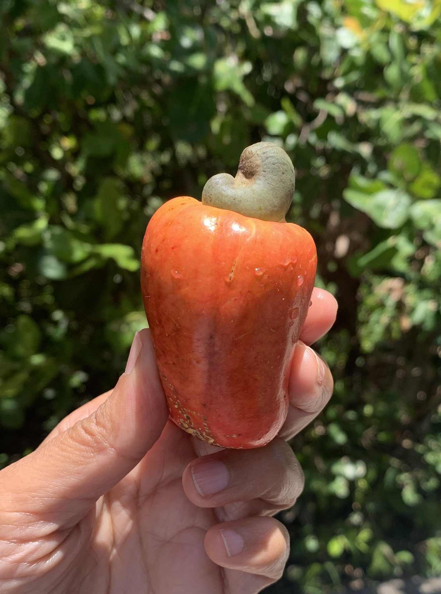 Cashew Fruit Inside