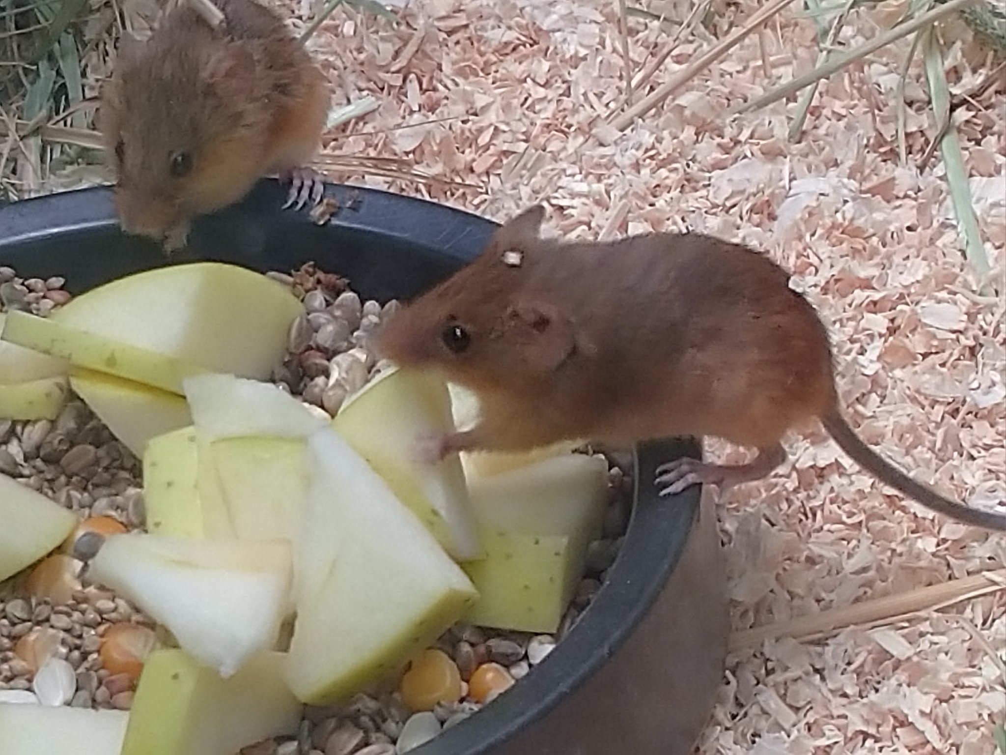 kenken_S&G 🦌🦌🦌 on Twitter: "小さいネズミ、カヤネズミ。カピバラの何分の一の大きさでしょうね。 https://t.co/a314vU2ajl" / Twitter