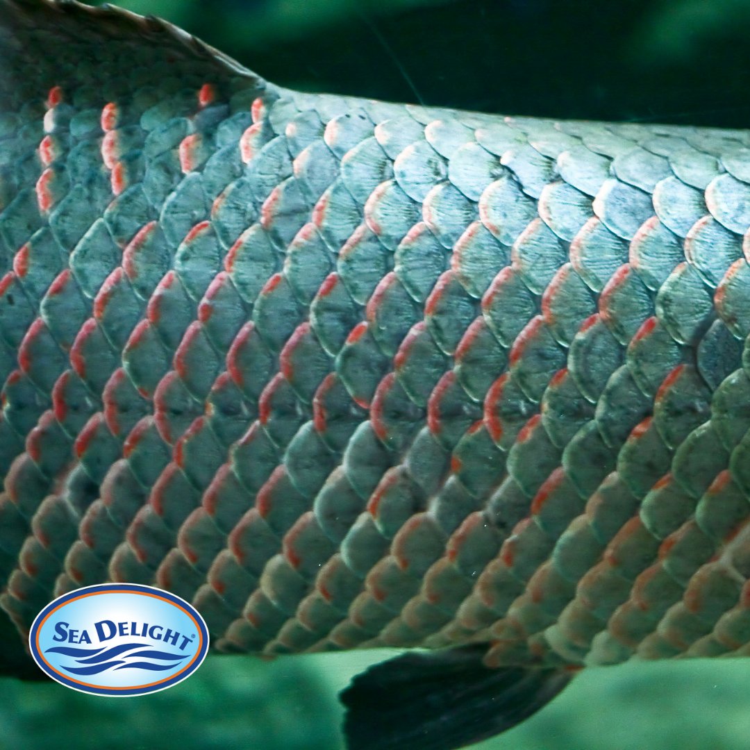 Arapaima Fish Scales