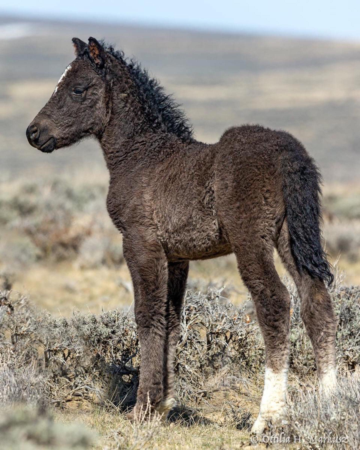 Black Mustang Foal