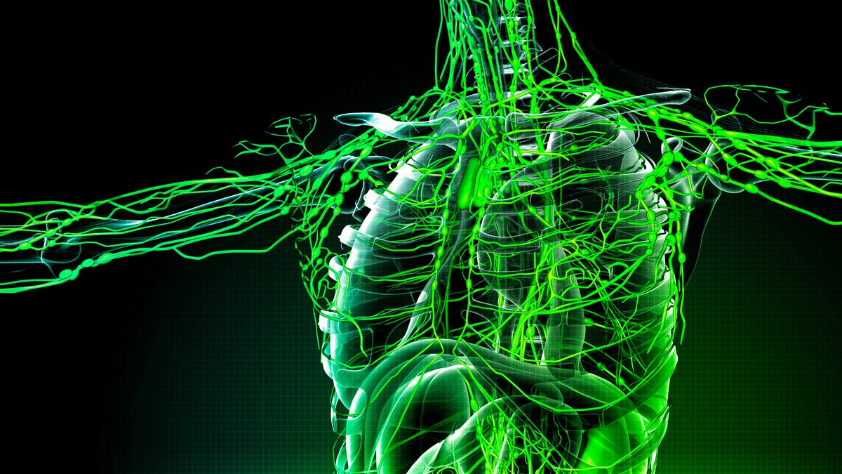Seeker By The Verge On Twitter Your Lymphatic System Plays An Essential Role In Keeping You seeker-by-the-verge-on-twitter-your-lymphatic-system-plays-an-essential-role-in-keeping-you