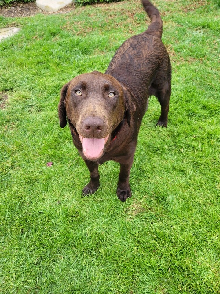 Chocolate Lab With Green Eyes