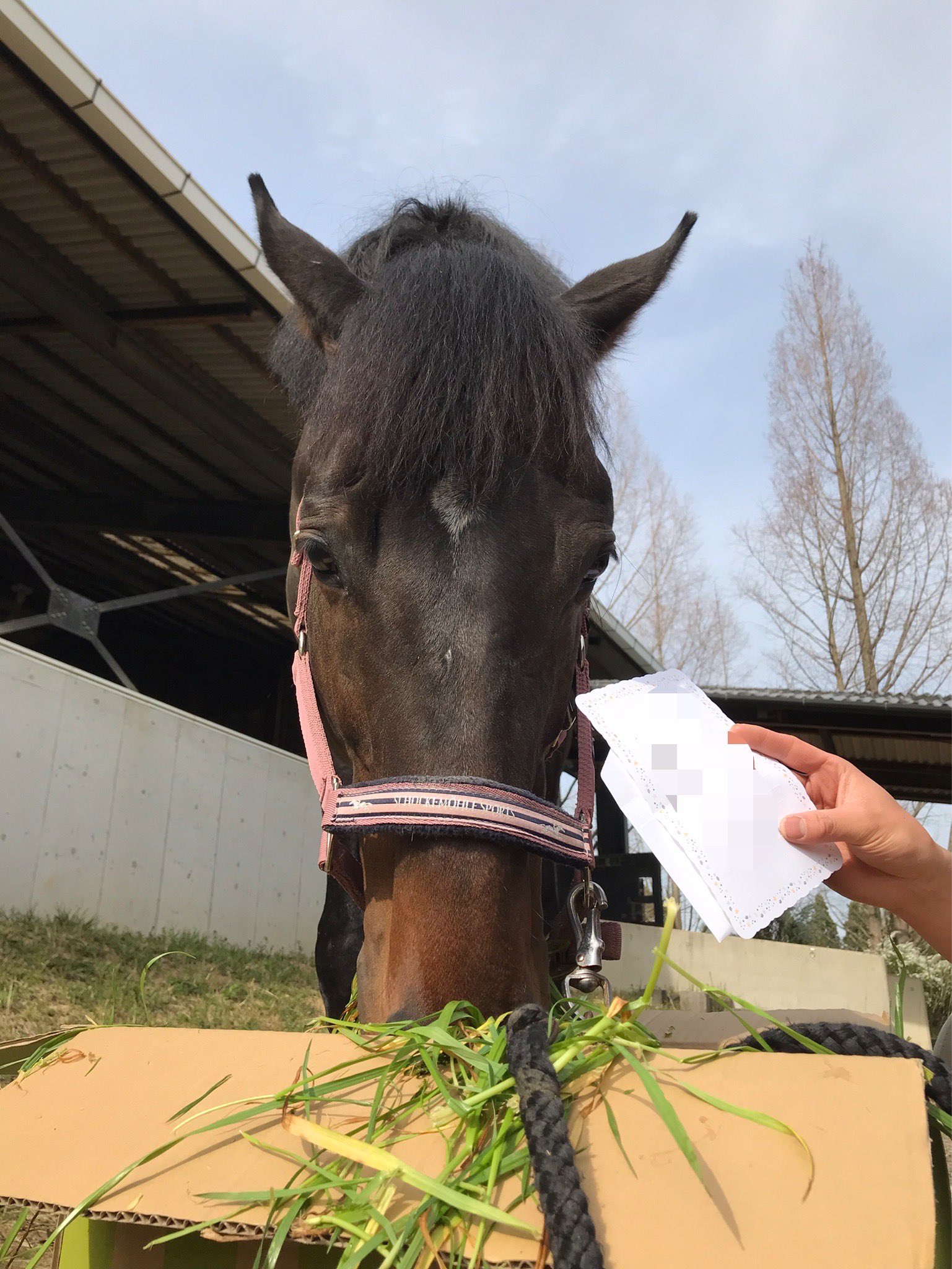 TCC official on Twitter: "レッドレオン レオンにも生牧草🌿 うれしいメッセージ付き😊 ありがとうございます！ https://t.co/47n3FEq7WL #レッド ...