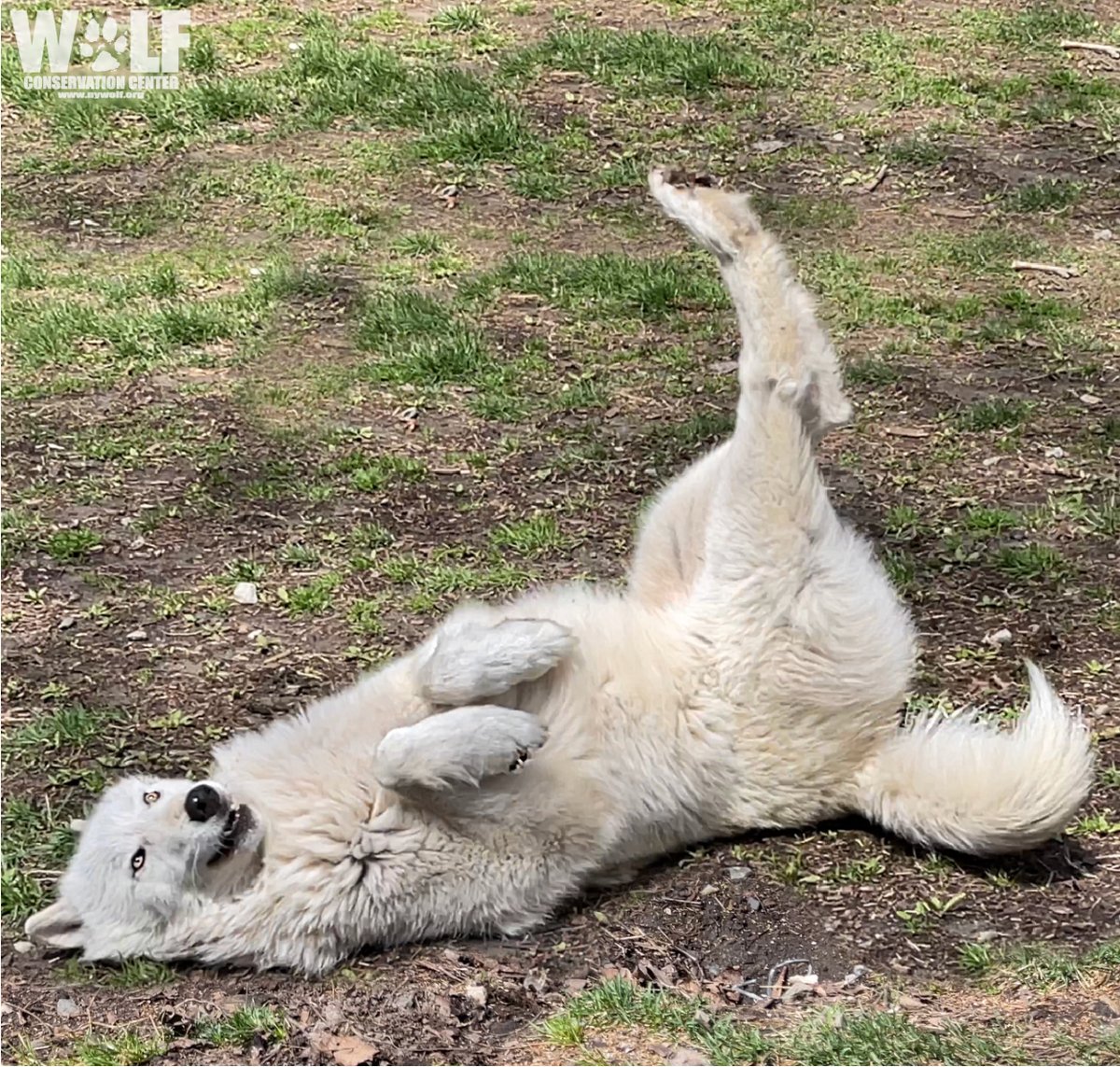 Wolf Rolling On Back