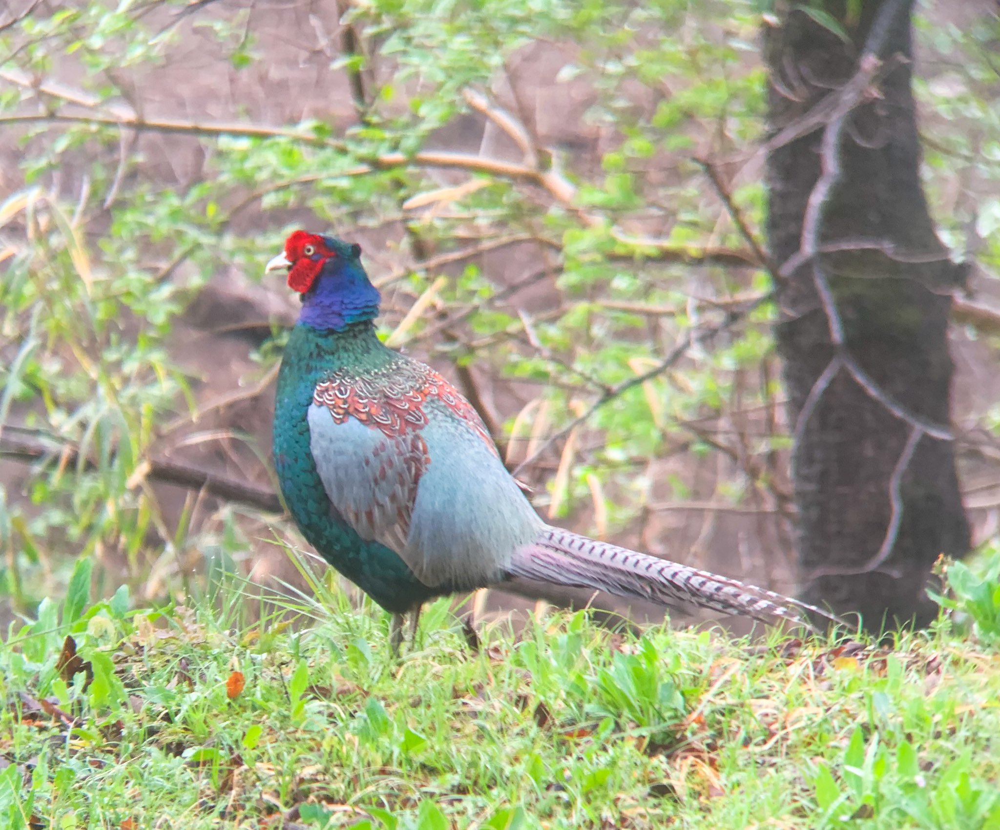 Japanese National Bird