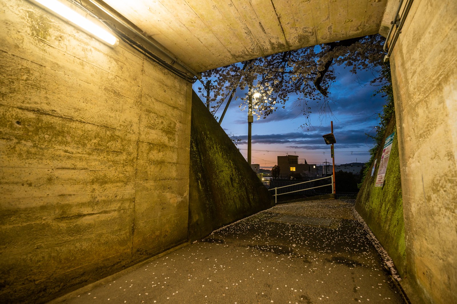 dokubutu on Twitter: "日は長くなってきたけれども それでもすぐ暮れちゃうので こまる。 https://t.co/GEjP0wUyLI" / Twitter