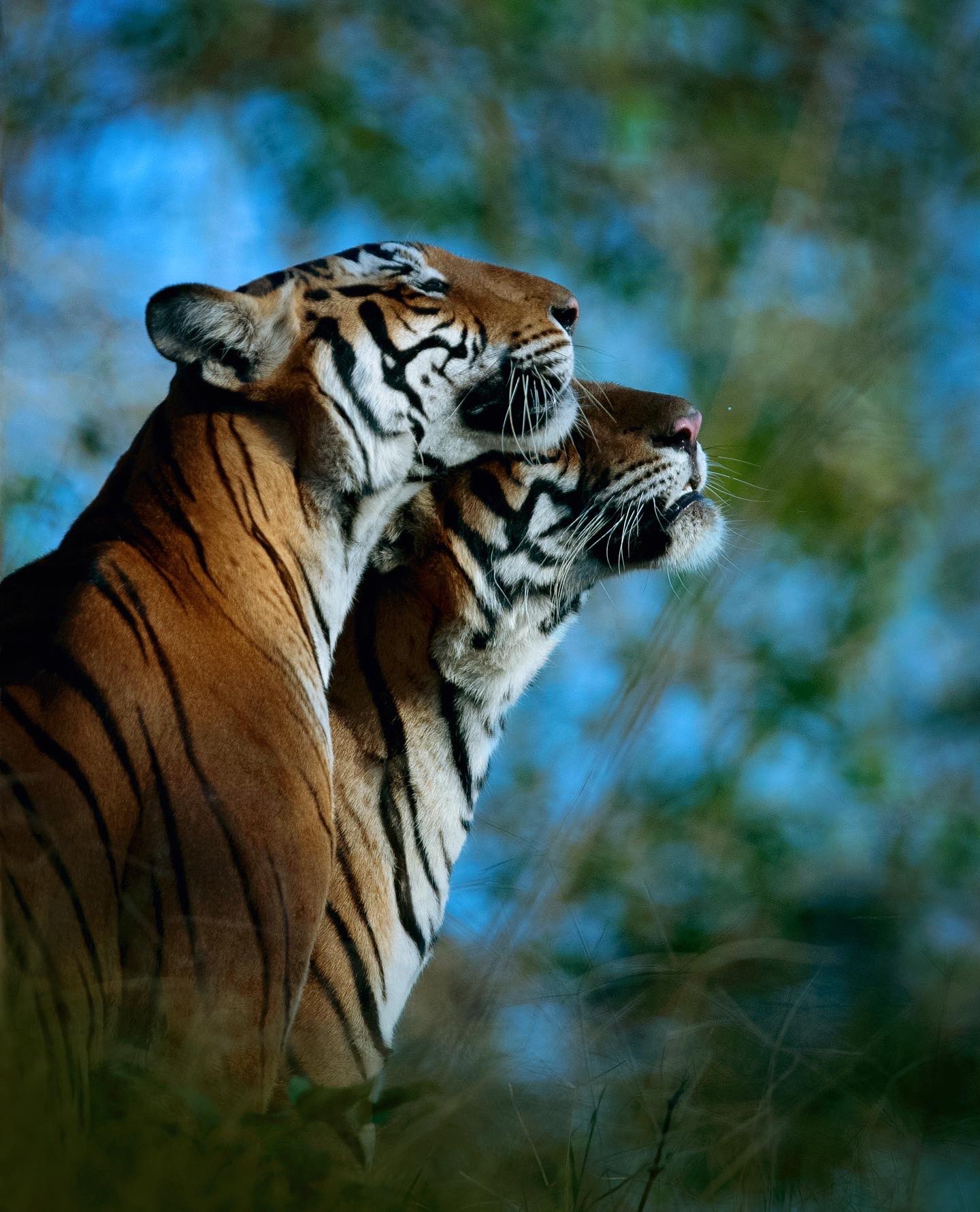 Tigers Kissing