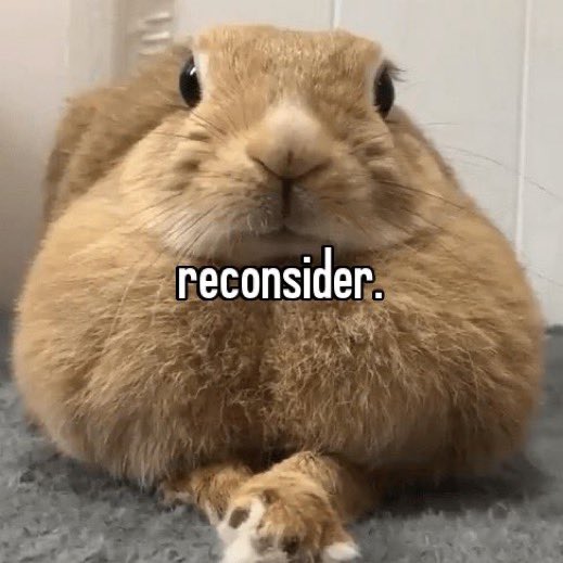 Shocked Rabbit Memes