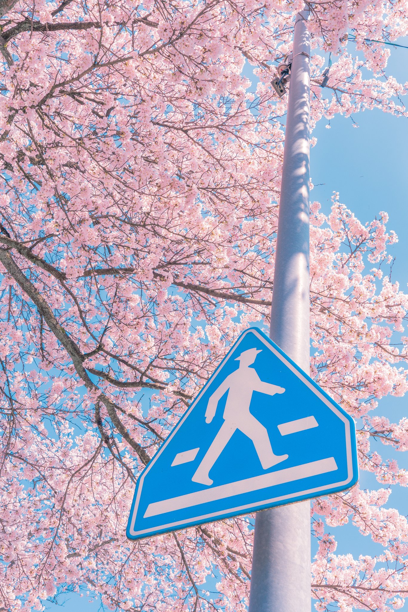 Akine Coco on Twitter: "Cherry blossoms in full bloom. https://t.co/4NKANpYksN" / Twitter