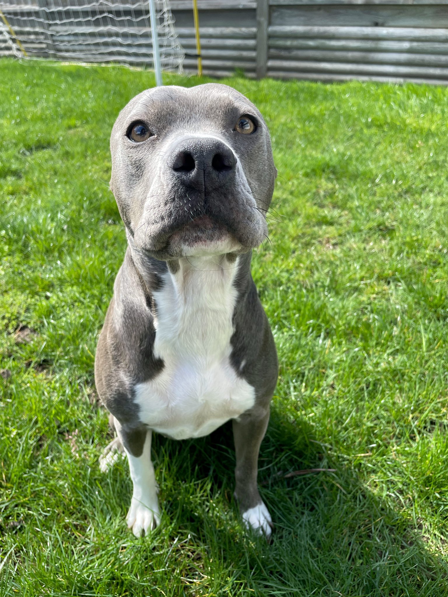 Do Pitbulls Have Floppy Ears