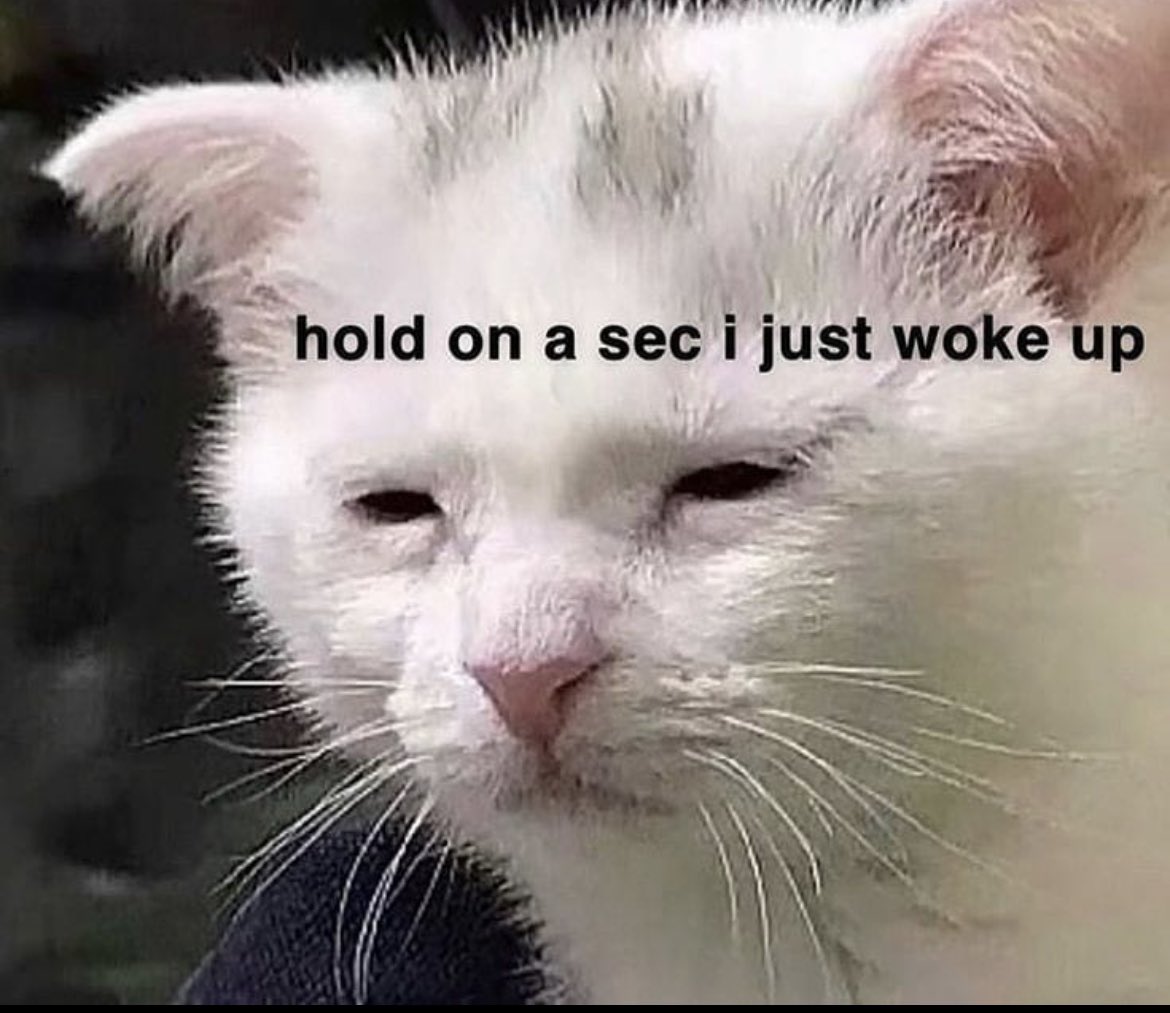 Waking Up Meme Cat
