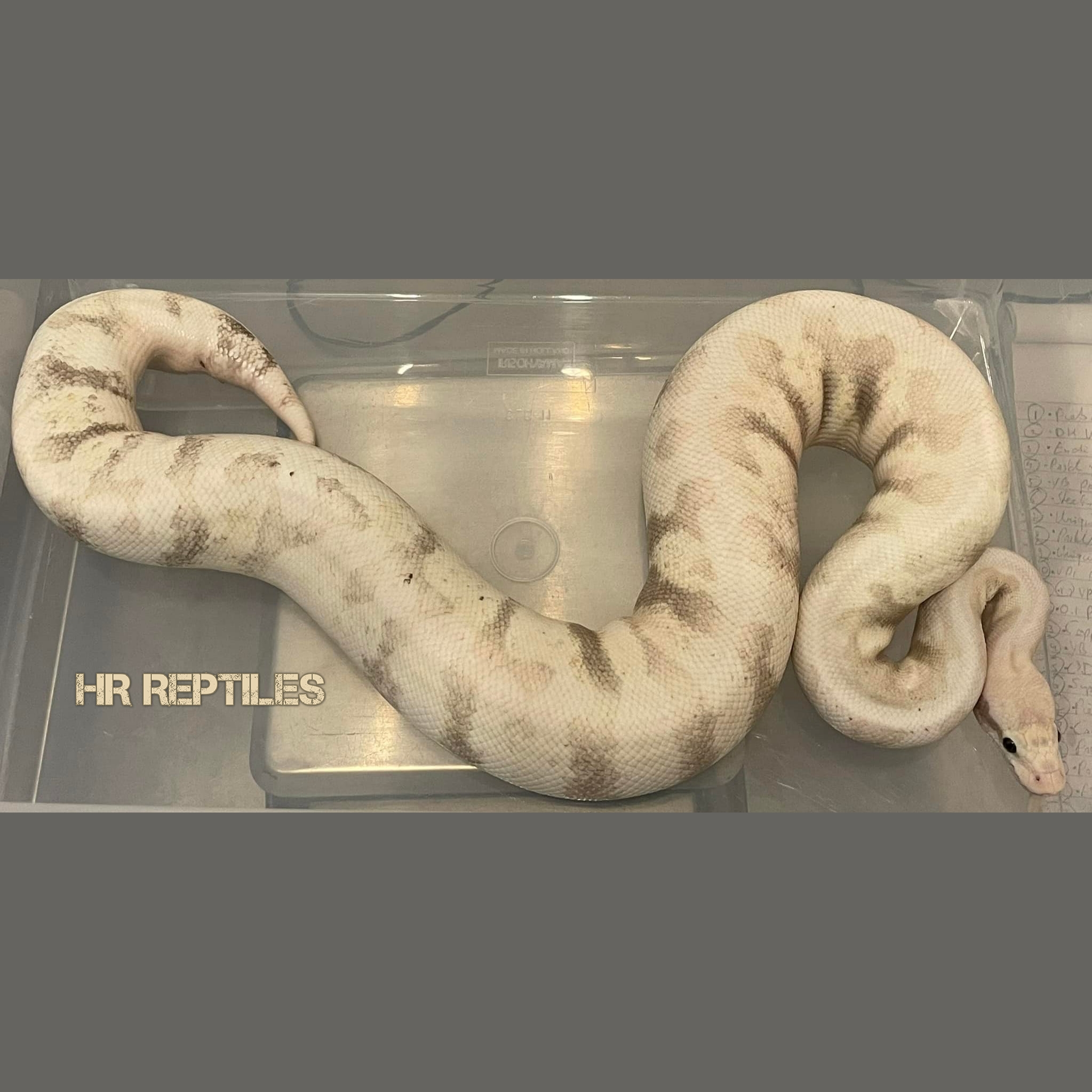 Fire Pastel Ball Python