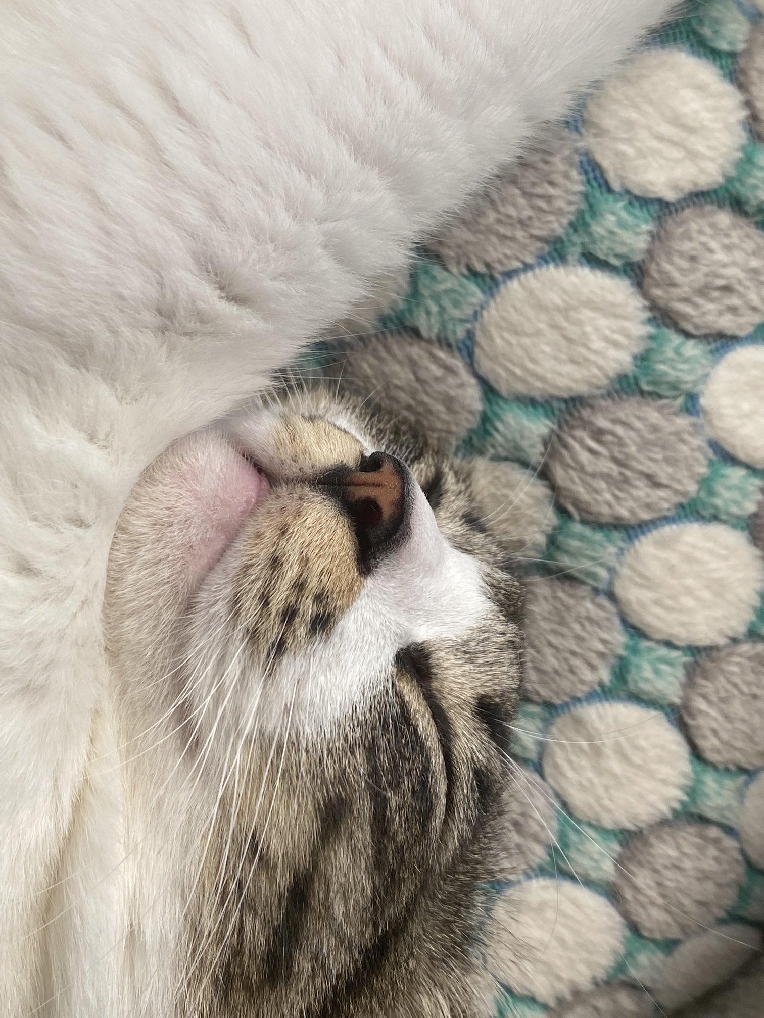 みすp on Twitter: "RT @neko_yama: https://t.co/5qxhN4puDZ" / Twitter