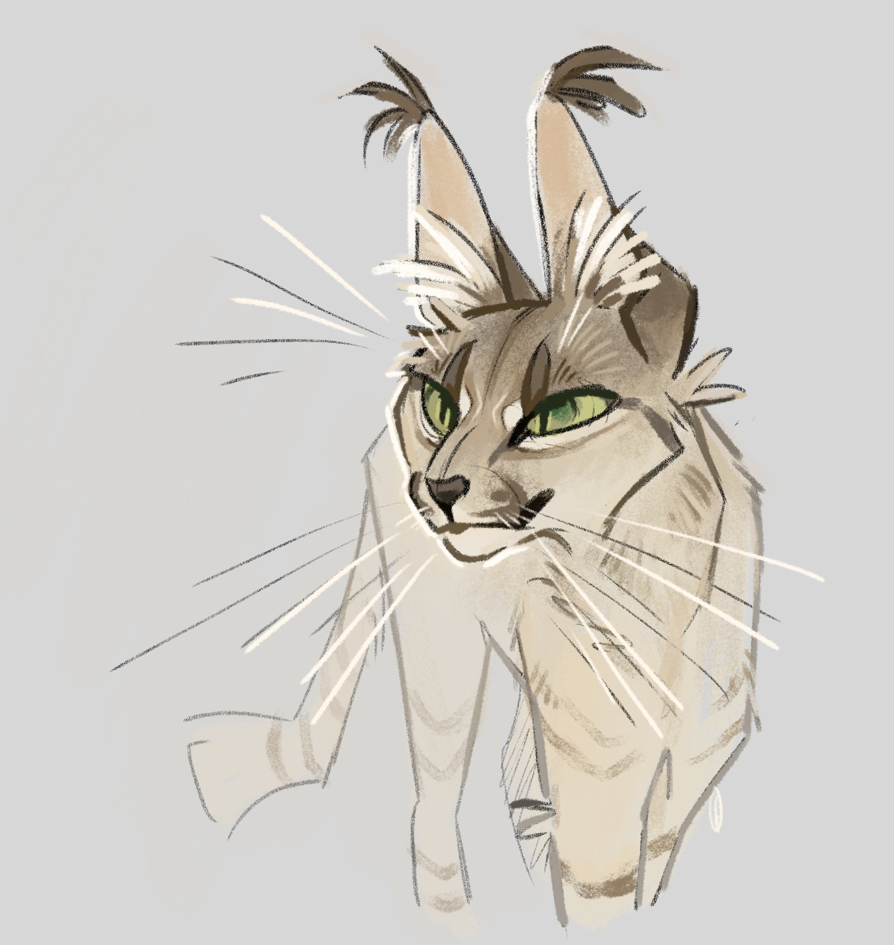 Warrior Cat Finchwing Line Art