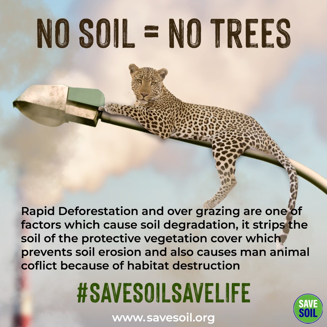 Soil Erosion By Animals