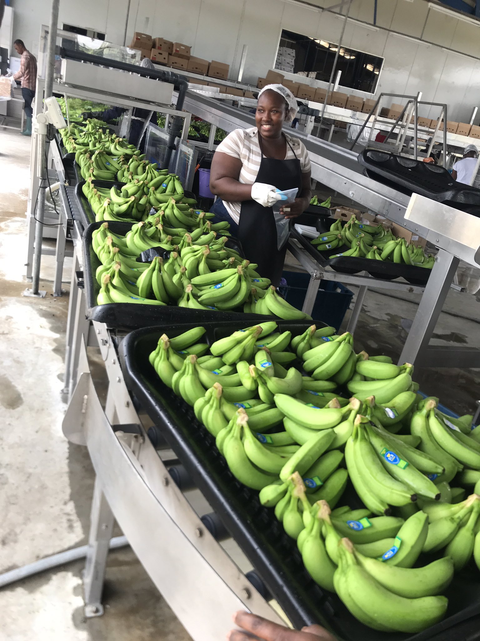 Africa Facts Zone on Twitter: "Ghana's biggest banana plantation, Golden Exotics Limited in ...