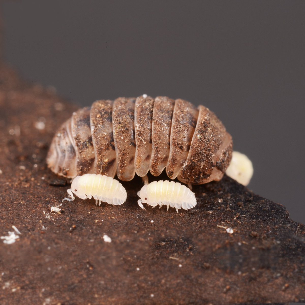 Stef (@stefscribbles) さんのイラスト・マンガ作品まとめ (306 件) - Twoucan